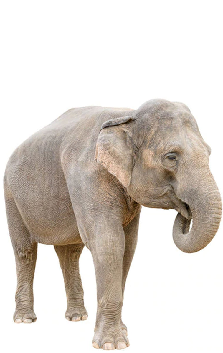 Elephant Standee 4' – MATTEO PARTY