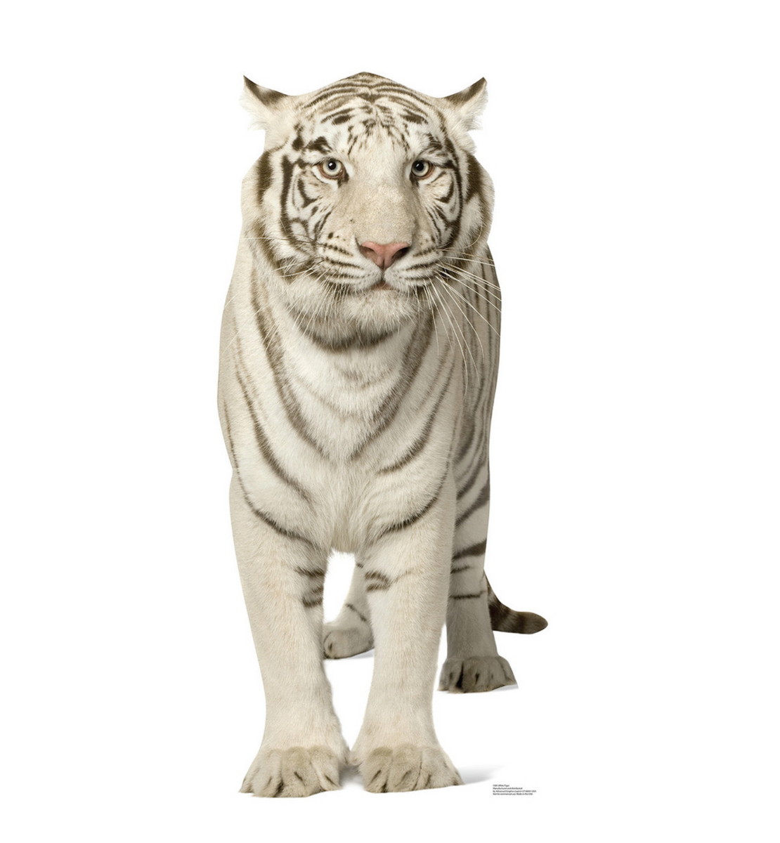 White Tiger Standee 52 x 24 (height x width) inches – MATTEO PARTY