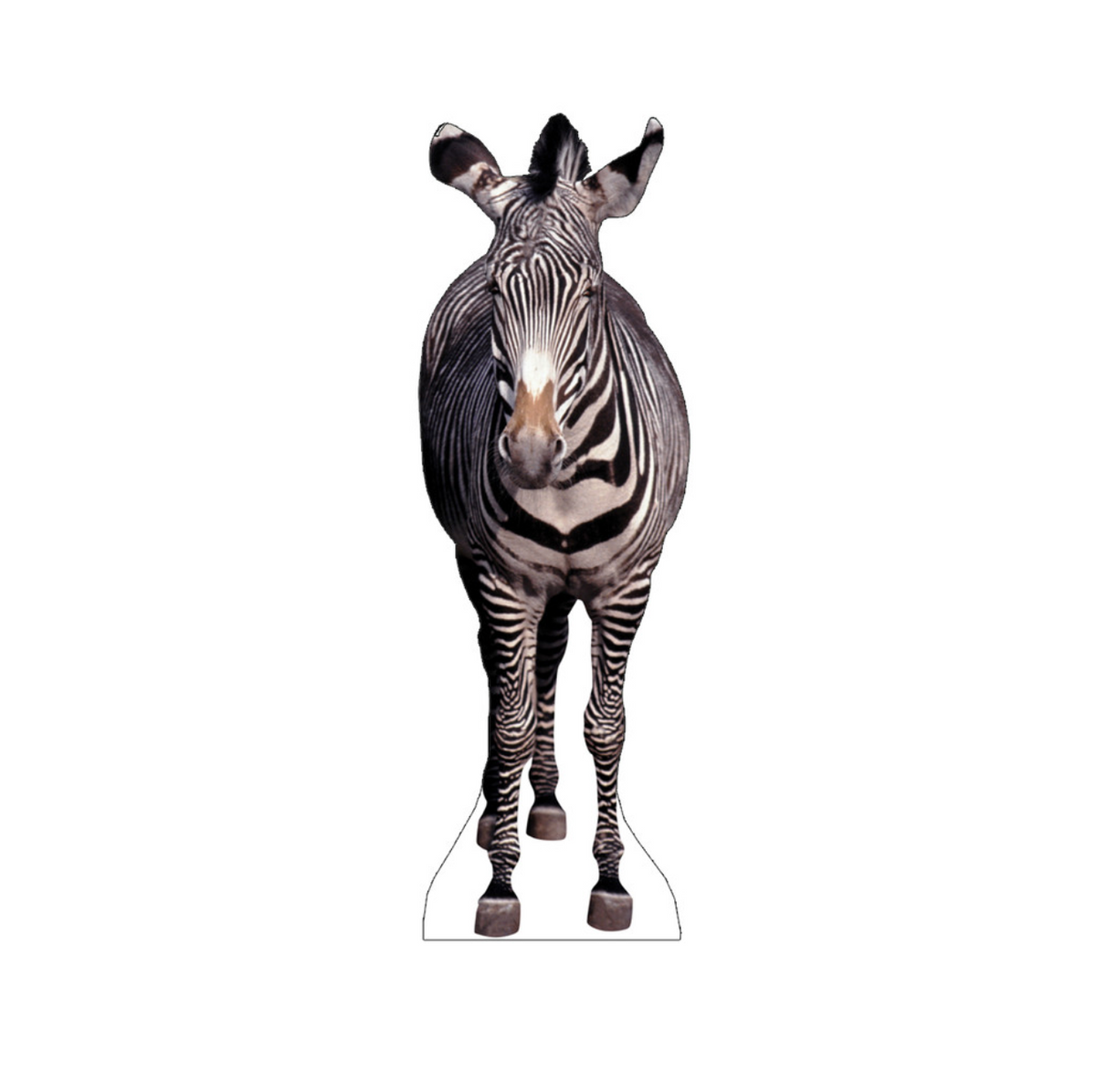 Zebra Standee 72 x 23 (height x width) inches – MATTEO PARTY